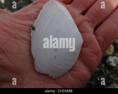 Bent-nosed Clam (Macoma nasuta Stock Photo - Alamy