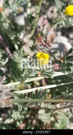 strigose lotus (Acmispon strigosus Stock Photo - Alamy