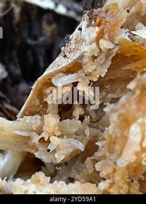 Winged and Once-winged Insects (Pterygota Stock Photo - Alamy