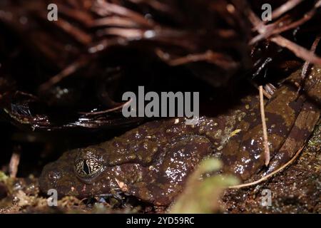 Table Mountain Ghost Frog (Heleophryne rosei Stock Photo - Alamy