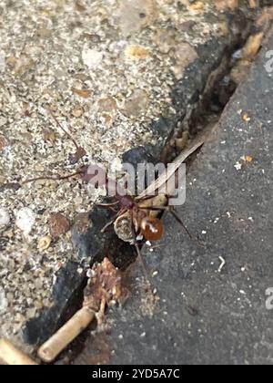 Notched Collared Ant (Aphaenogaster lamellidens Stock Photo - Alamy