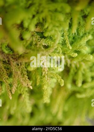 claopodium mosses (Claopodium Stock Photo - Alamy