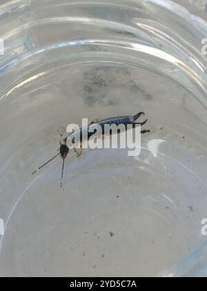 Ring-legged Earwig (Euborellia annulipes Stock Photo - Alamy