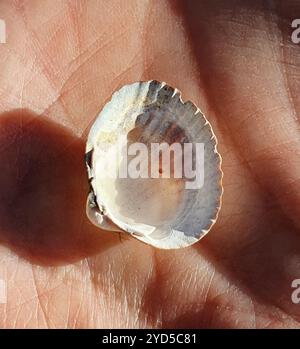 Lagoon Cockle - Cerastoderma glaucum Stock Photo - Alamy