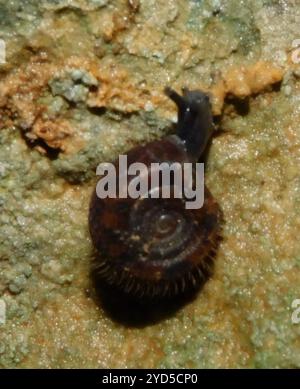 Cheese Snail (Helicodonta obvoluta Stock Photo - Alamy