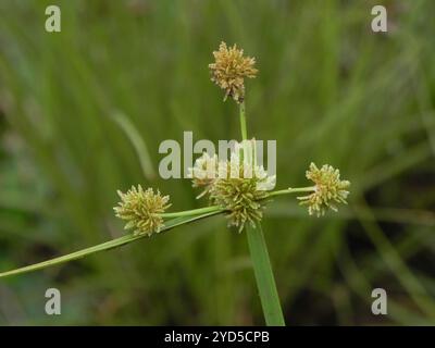 Variable Flatsedge (Cyperus difformis Stock Photo - Alamy