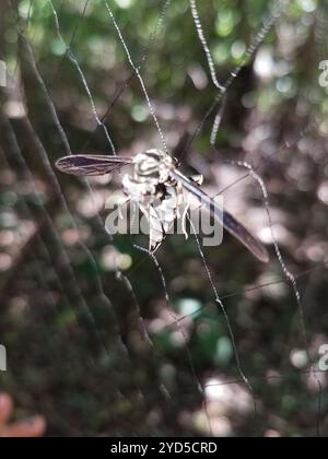 Northern Warrior Wasp (Synoeca septentrionalis Stock Photo - Alamy