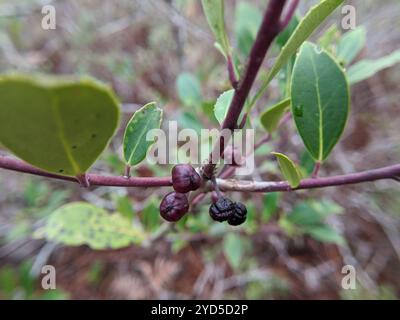 Large Gallberry (Ilex coriacea Stock Photo - Alamy