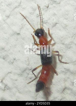Whiplash Beetles (Paederus Stock Photo - Alamy