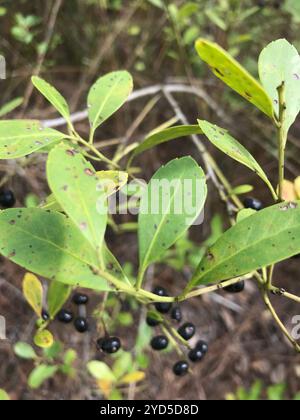 gallberry (Ilex glabra Stock Photo - Alamy