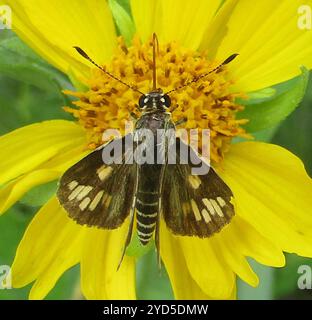 Pale Ranger (Dotta callicles Stock Photo - Alamy