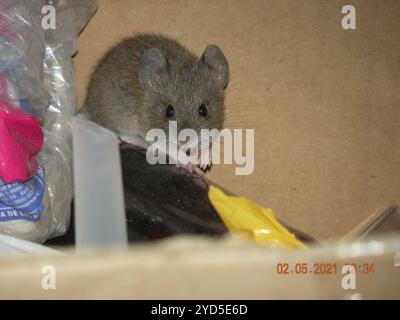 black-footed pygmy rice rat (Oligoryzomys nigripes Stock Photo - Alamy