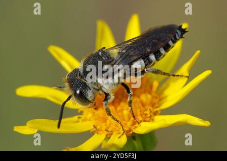 Sharptail Bees (Coelioxys Stock Photo - Alamy