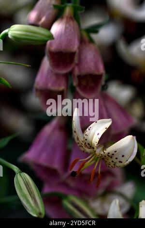 Lilium martagon var albiflorum,Lilium martagon var martagon forma ...