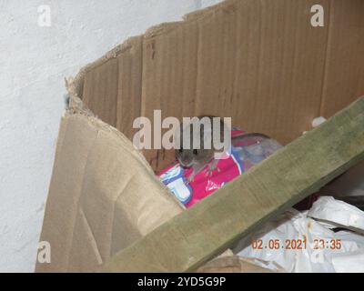 black-footed pygmy rice rat (Oligoryzomys nigripes Stock Photo - Alamy
