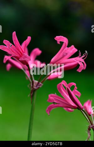 nerine zeal giant,large flowered nerine,large flowering nerines,closeup ...