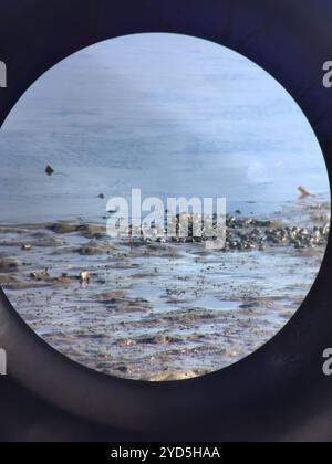 Eastern Mudsnail (Ilyanassa obsoleta Stock Photo - Alamy