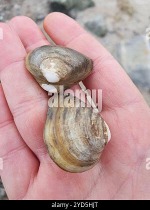 Atlantic Rangia (Rangia cuneata Stock Photo - Alamy