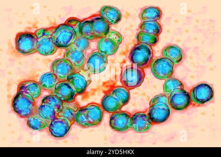 Streptococci - Bacteria with a rounded shape gram-positive cocci ...