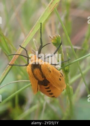 Tiger Moths and Allies (Arctiinae Stock Photo - Alamy