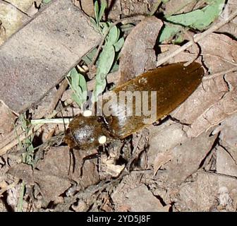 Fire Click Beetles (Pyrophorus Stock Photo - Alamy