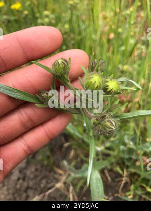 Common Madia (Madia elegans Stock Photo - Alamy