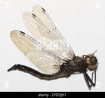 Spiny Baskettail (Epitheca spinigera Stock Photo - Alamy