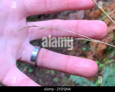 columbia brome (Bromus vulgaris Stock Photo - Alamy