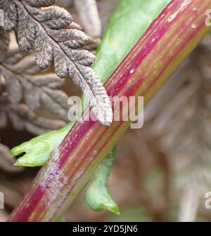 Scented Groundsel (Senecio odoratus Stock Photo - Alamy