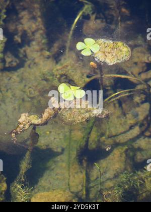 Helicopter Ferns (Marsilea Stock Photo - Alamy