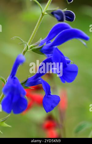 salvia patens blue angel,salvias,intense blue flowers,flowering ...