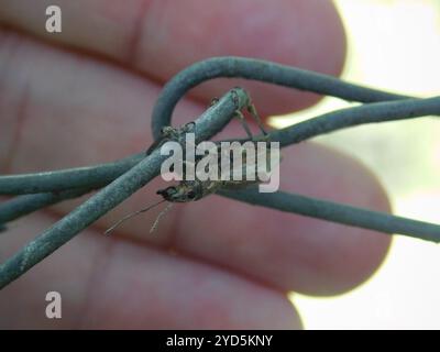South American Fruit Tree Weevil (Naupactus xanthographus Stock Photo ...