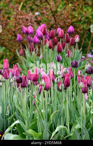 tulipa ronaldo,tulipa paul scherer,tulip ronaldo,tulip paul scherer ...