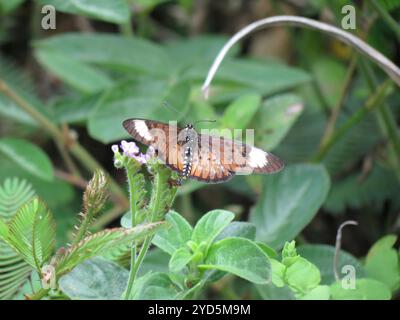 Blood-red Acraea (Rubraea petraea Stock Photo - Alamy