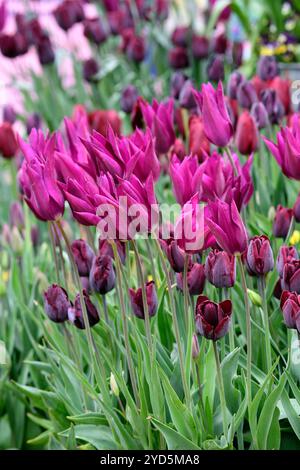 tulipa ronaldo,tulipa paul scherer,tulip ronaldo,tulip paul scherer ...