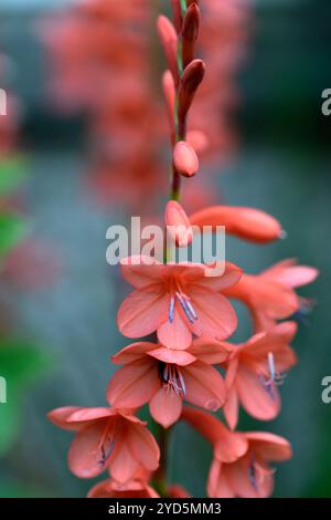 Watsonia Mount Congreve Coral,Bugle lily,orange,flower,flowers,spike,spikes,perennial,RM Floral ...