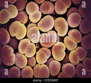 Scanning electron micrograph of Neisseria gonorrhoeae bacteria, which ...