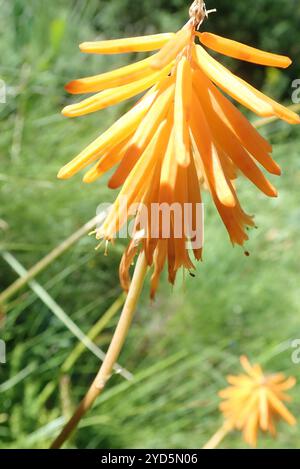 Mandarin Poker (Kniphofia triangularis Stock Photo - Alamy