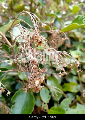Common tree daisy (Olearia arborescens Stock Photo - Alamy