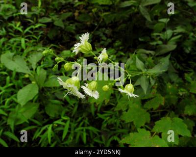 starry campion (Silene stellata Stock Photo - Alamy
