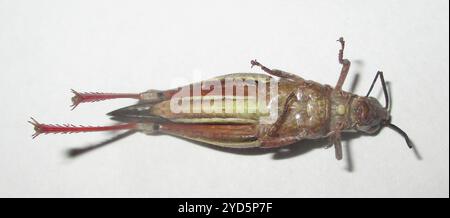 Spur-throated Grasshoppers (Catantopinae Stock Photo - Alamy