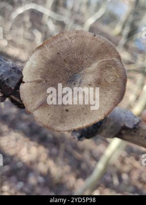 Winter polypore (Lentinus brumalis Stock Photo - Alamy