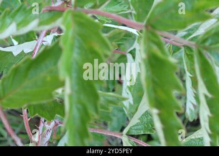 Silver Bramble (Rubus ludwigii Stock Photo - Alamy