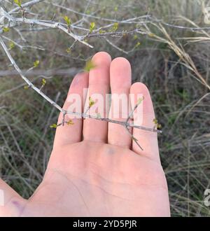 Florida swampprivet (Forestiera segregata Stock Photo - Alamy