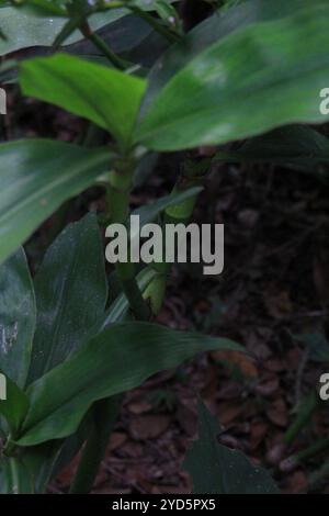 Cohitre Blanco (Tradescantia zanonia Stock Photo - Alamy