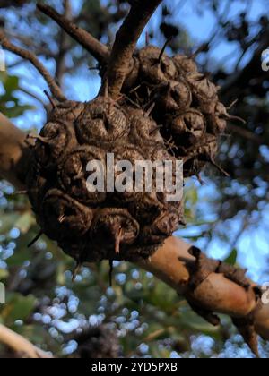 spider gum (Eucalyptus conferruminata Stock Photo - Alamy