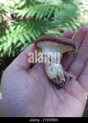 Purple-veiled Slippery Jack (Suillus luteus Stock Photo - Alamy