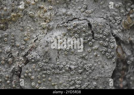 barnacle lichens (Thelotrema Stock Photo - Alamy