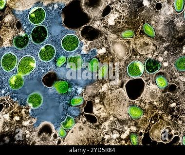 Colorized transmission electron micrograph of mpox virus particles (red ...