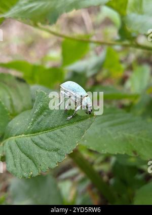 Blue-Green Citrus Root Weevil (Pachnaeus litus Stock Photo - Alamy